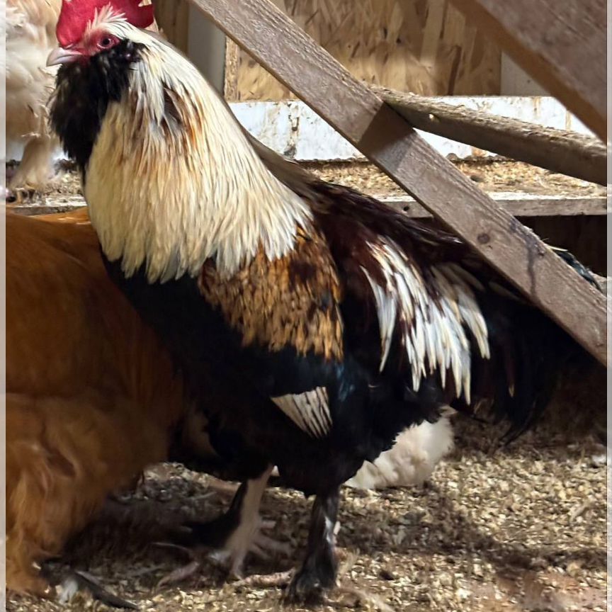 Петух Фавероль