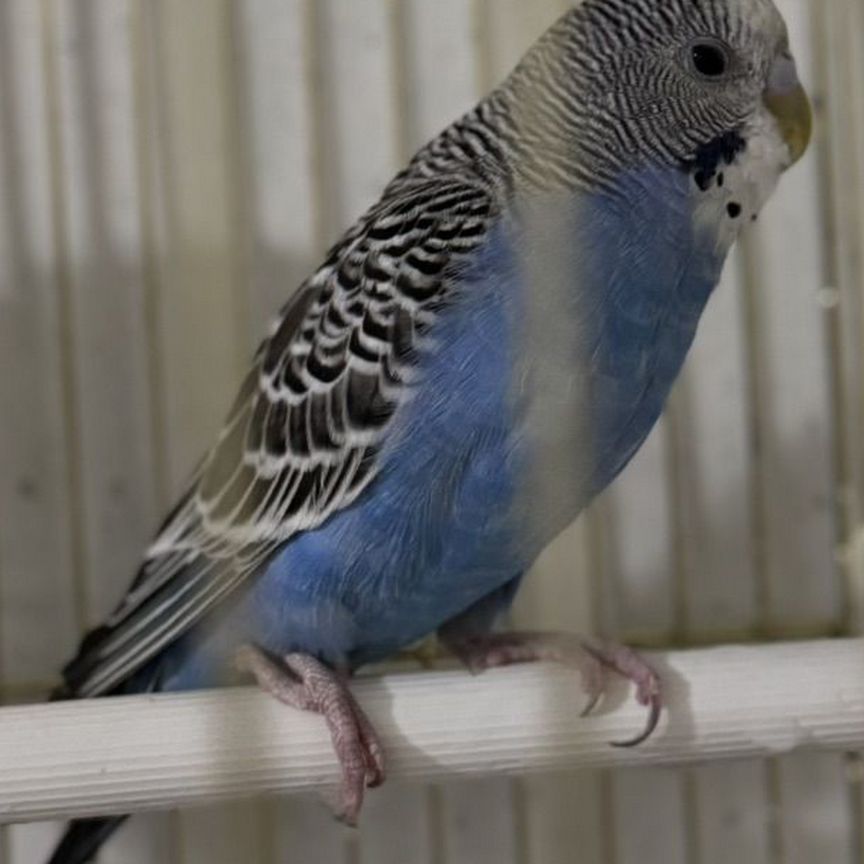 Волнистый попугай с клеткой