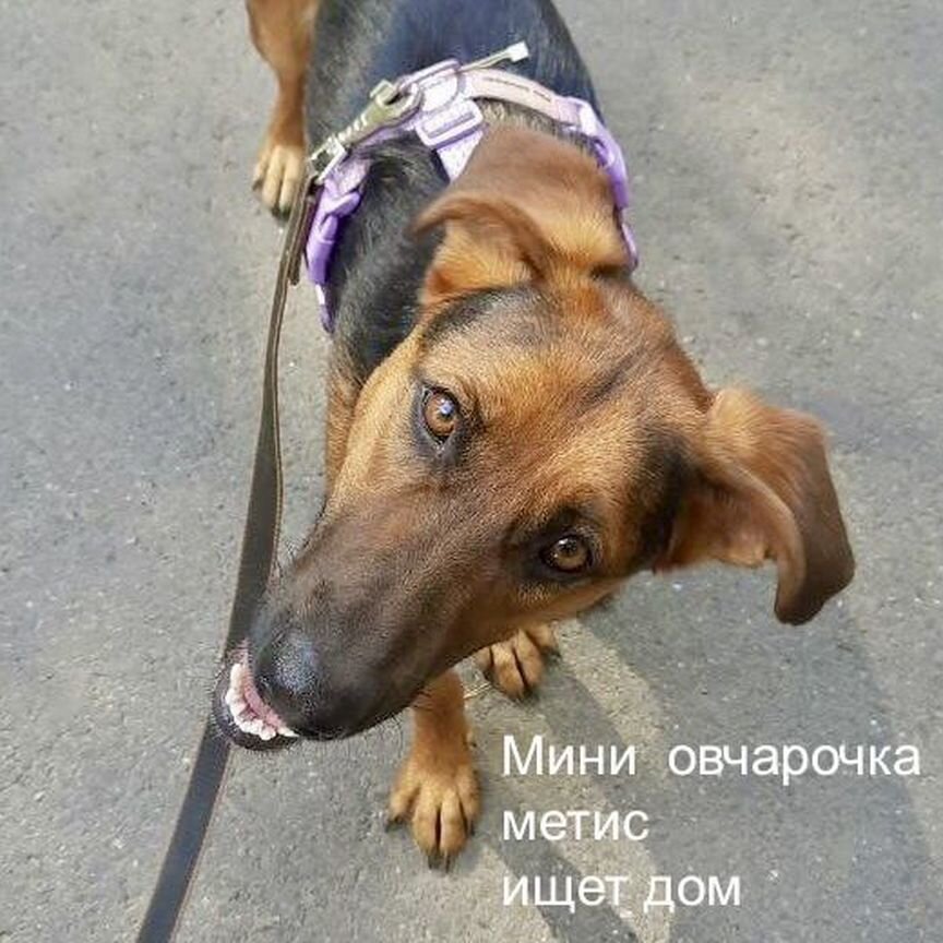 Красавица Кайя 1,5 года ищет дом