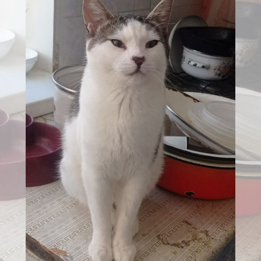 Котенок в добрые руки