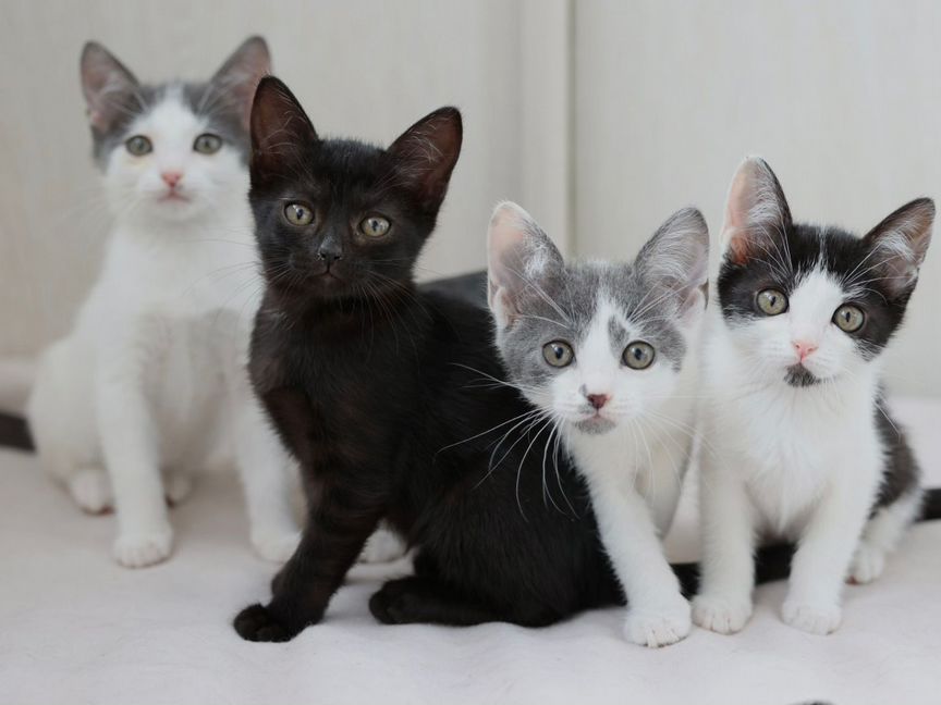 Котята черные и белые в добрые руки бесплатно