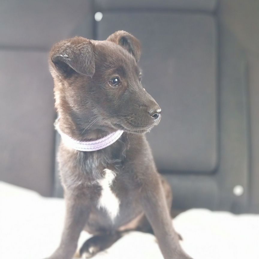 Щенок в добрые руки бесплатно