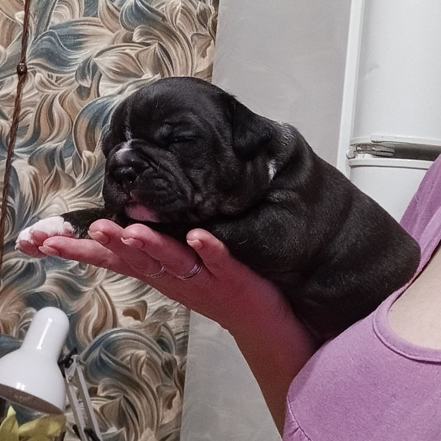 Ам булли щенки