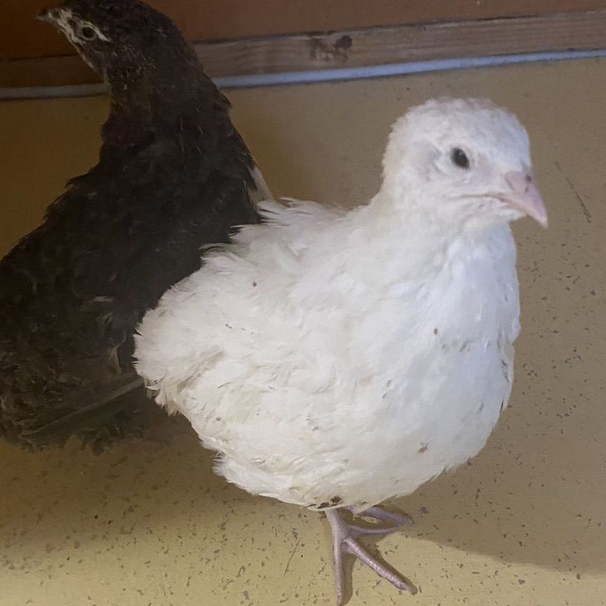 Перепела Белые и черные. Вылуп 17 августа