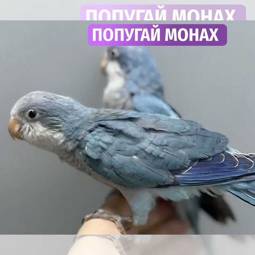 Попугай Монах