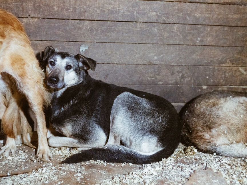Собака в добрые руки