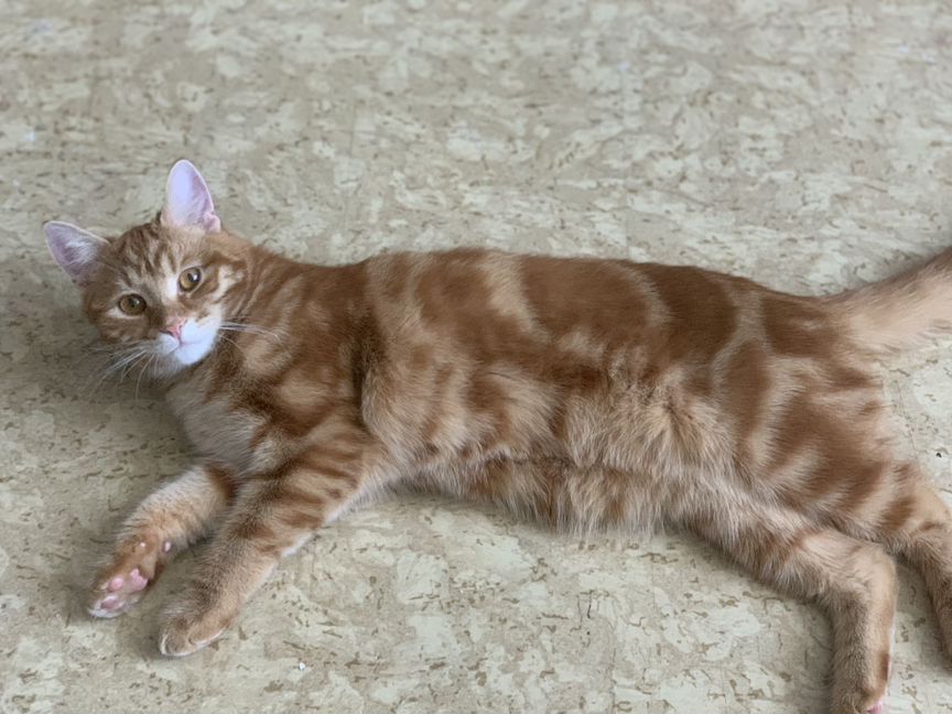 Рыжий кот
