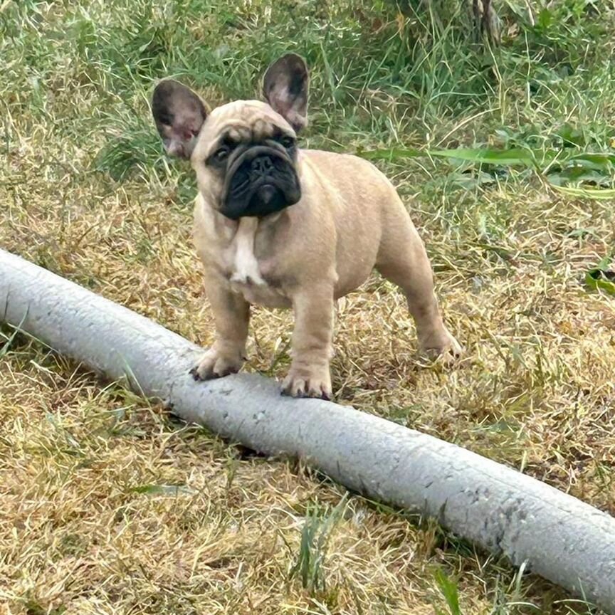 Французский бульдог щенки РКФ