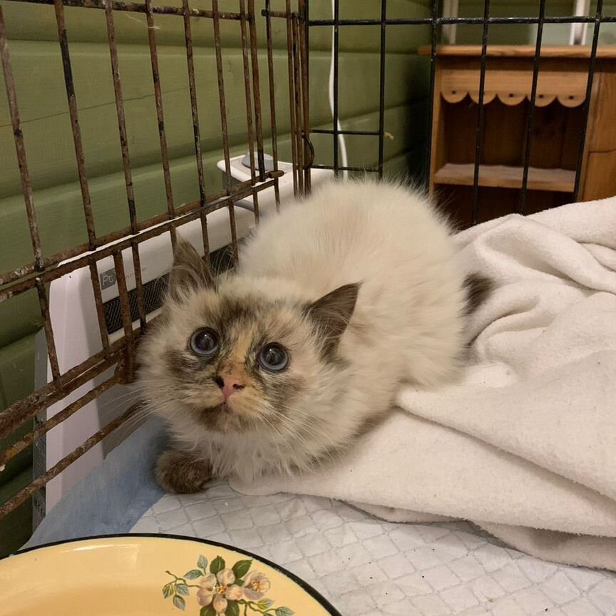 Необычная красотка