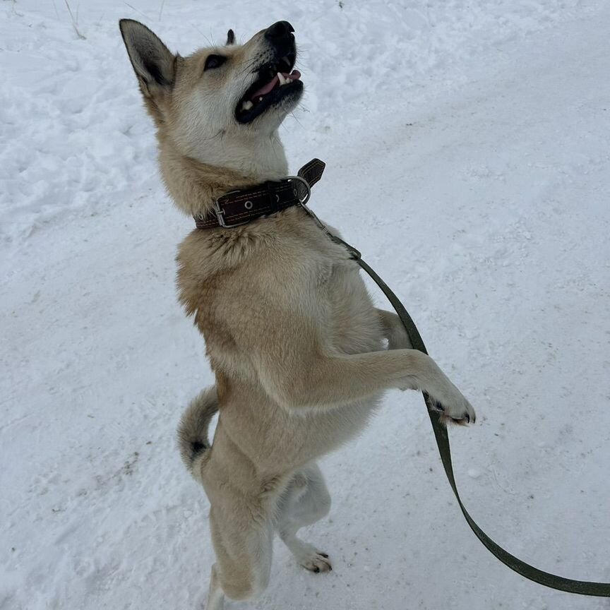 Собака в добрые руки