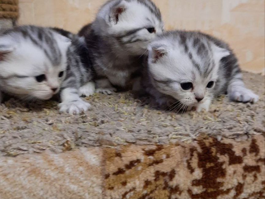 Шотландские вислоухие котята