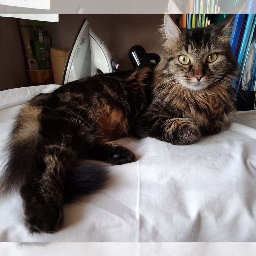 Кошечка молодая 1,6 мес. Метис сибирской