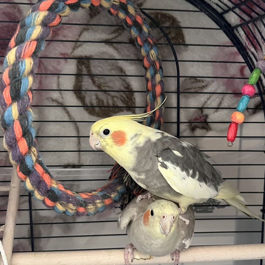 Пара Попугев корелла с клеткой