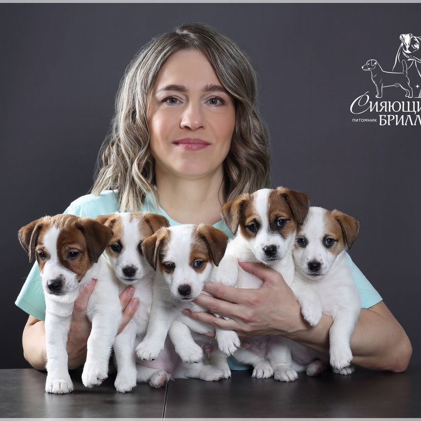 Джек-рассел-терьер, щенок