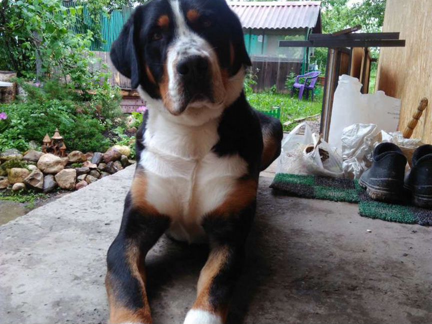 Кобель для вязки большой швейцарский зенненхунд