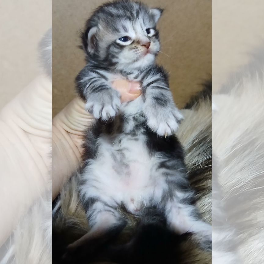 Мейн-кун котёнок