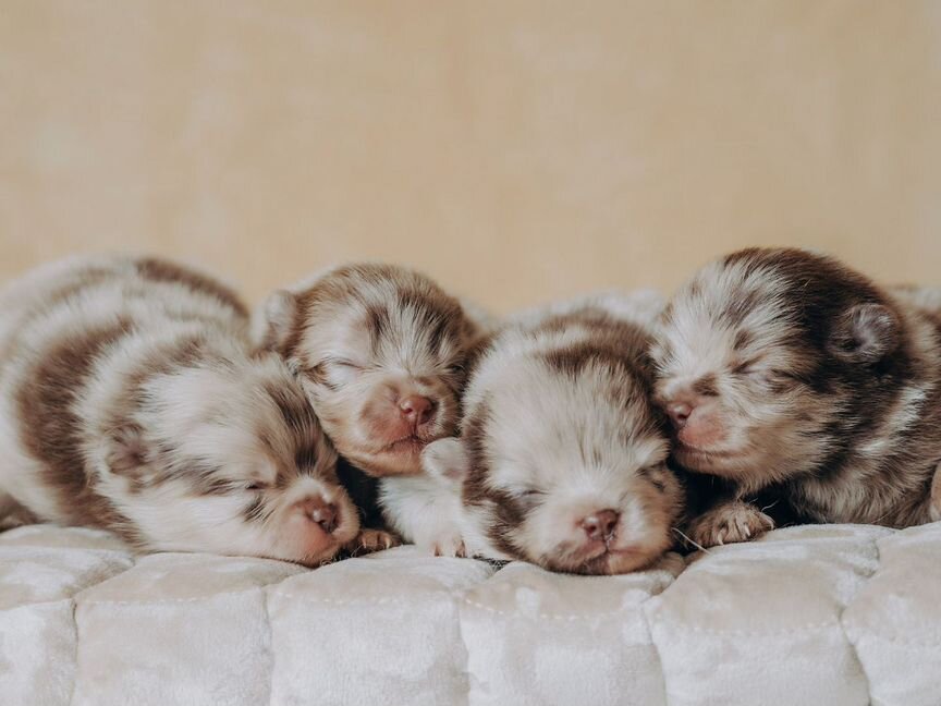 Щенки шпица