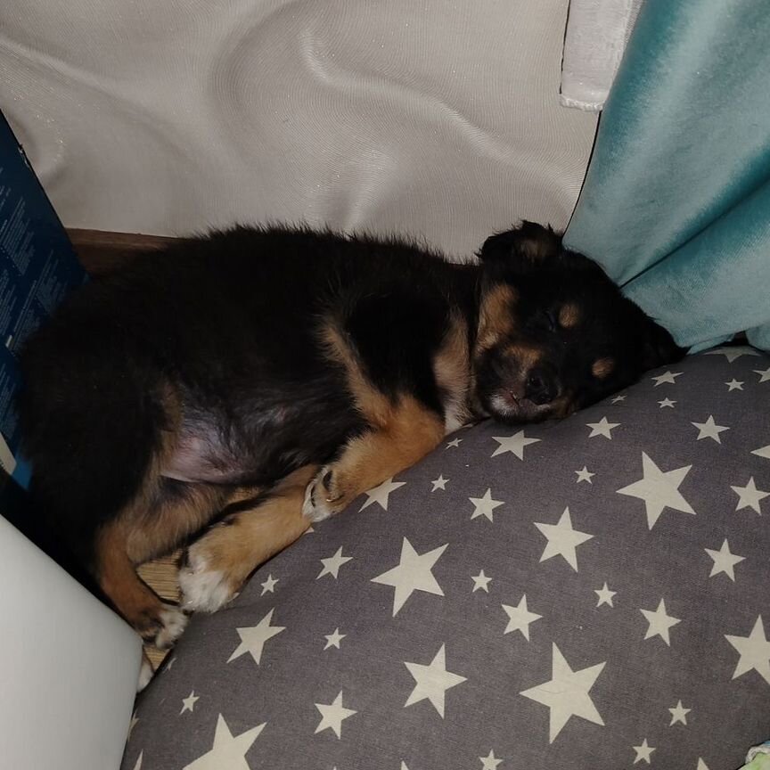 Отдам щенка в добрые руки