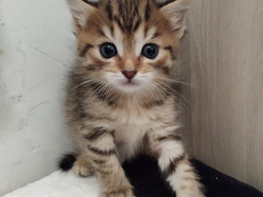 Котомимишка