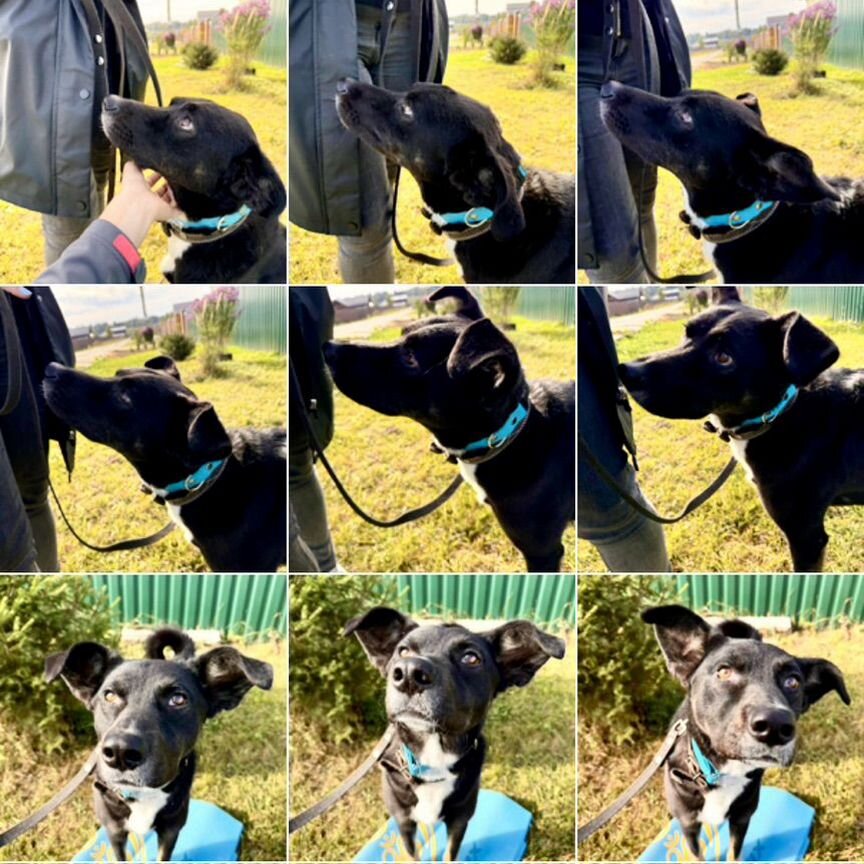 Собака в добрые руки мальчик