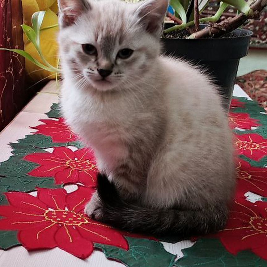 Котёнок в добрые руки