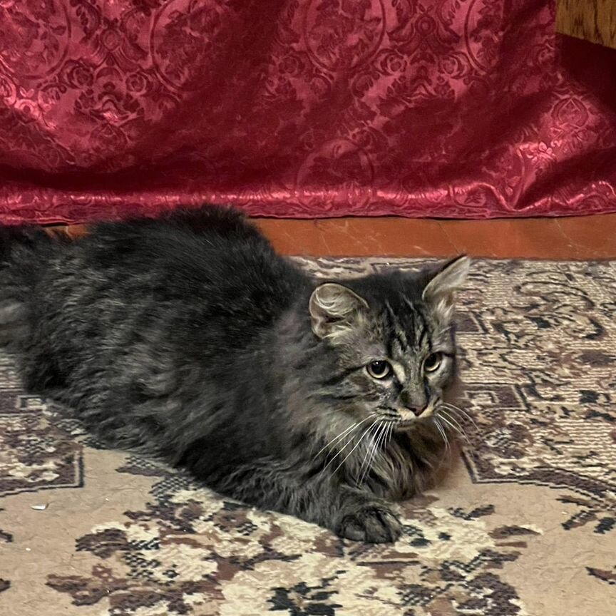 Котенок