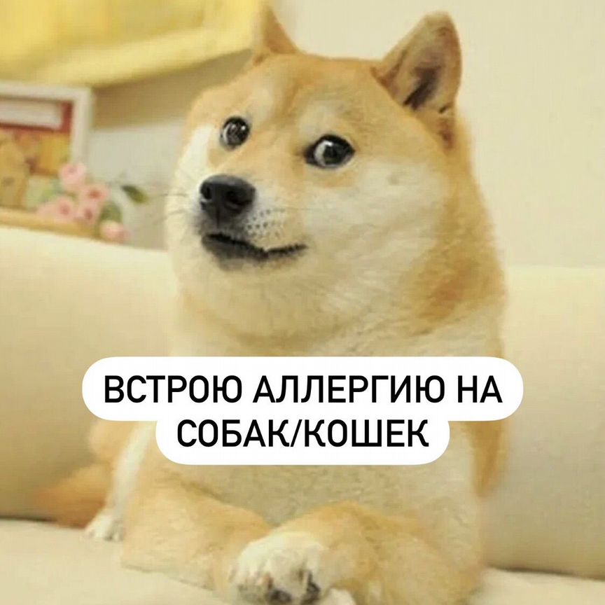Зоотовар "аллергия на животных"