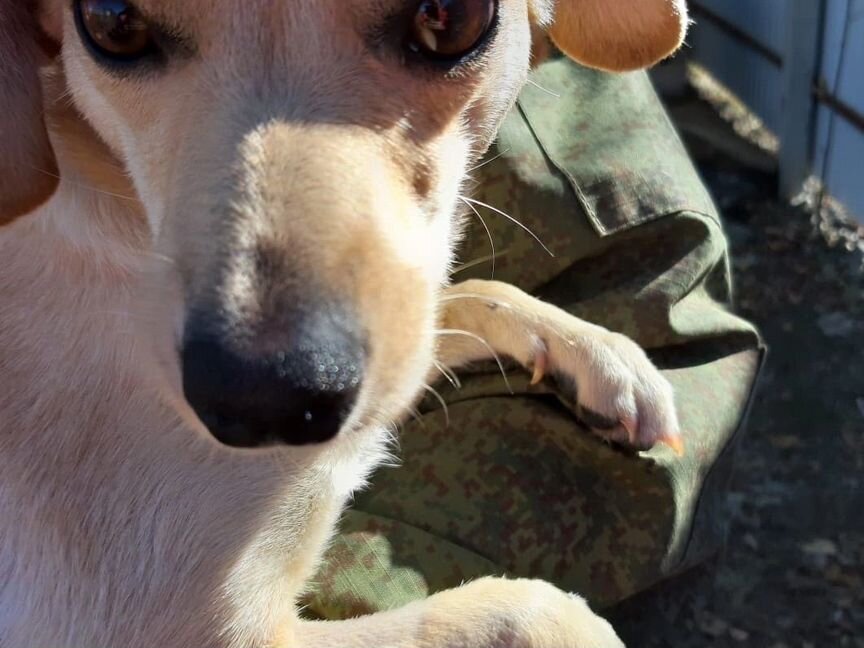 Стерилизованная собачка Белка ищет дом