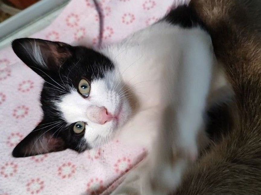 Замурчательный котёнок мальчик ищет семью