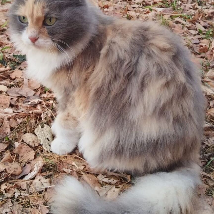 Кошки