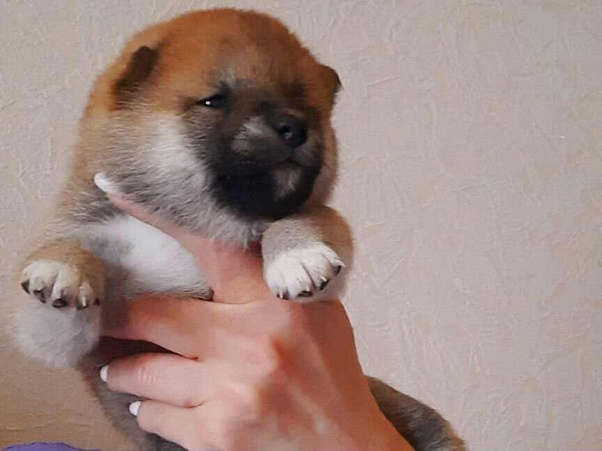 Щенки сиба шиба ину