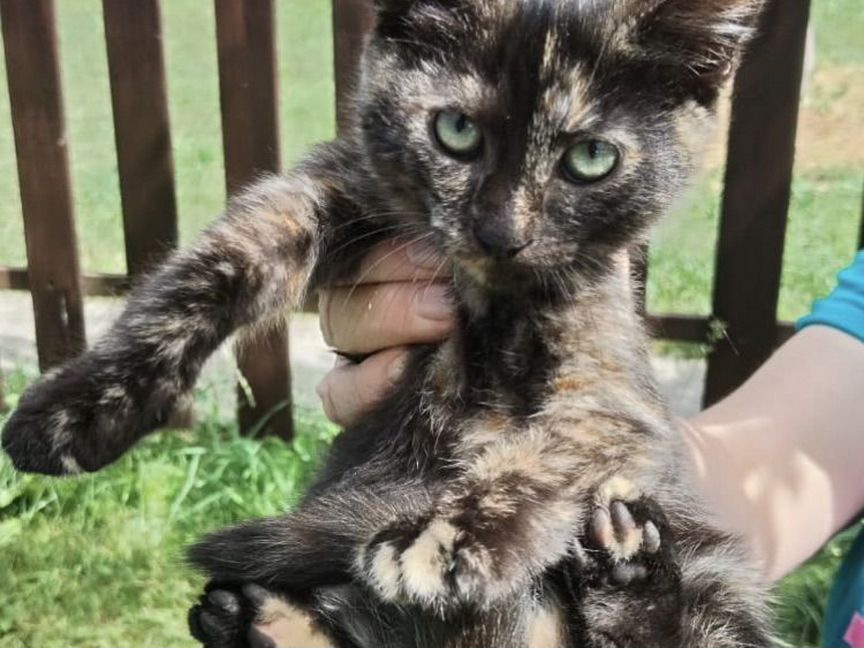 Котенок ищет дом
