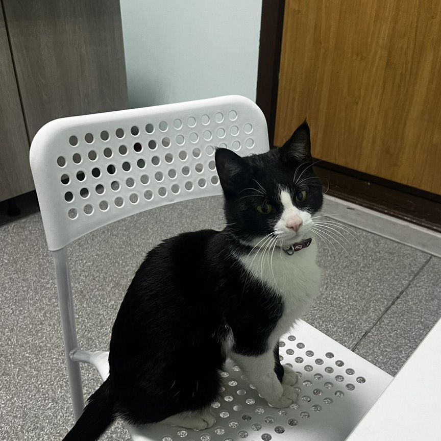 Отдам бесплатно котика