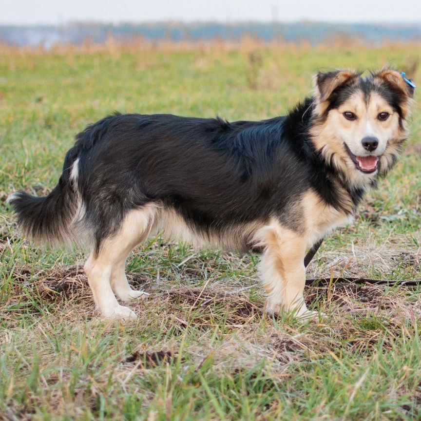 Небольшая собака из приюта в добрые руки бесплатно