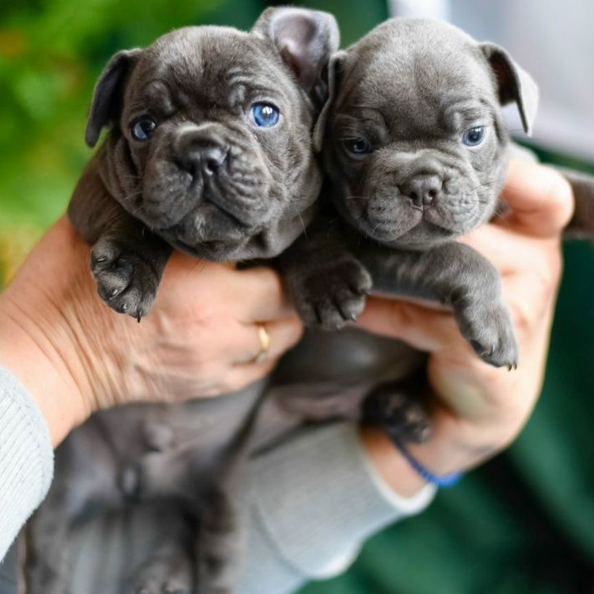 Французский бульдог, щенок