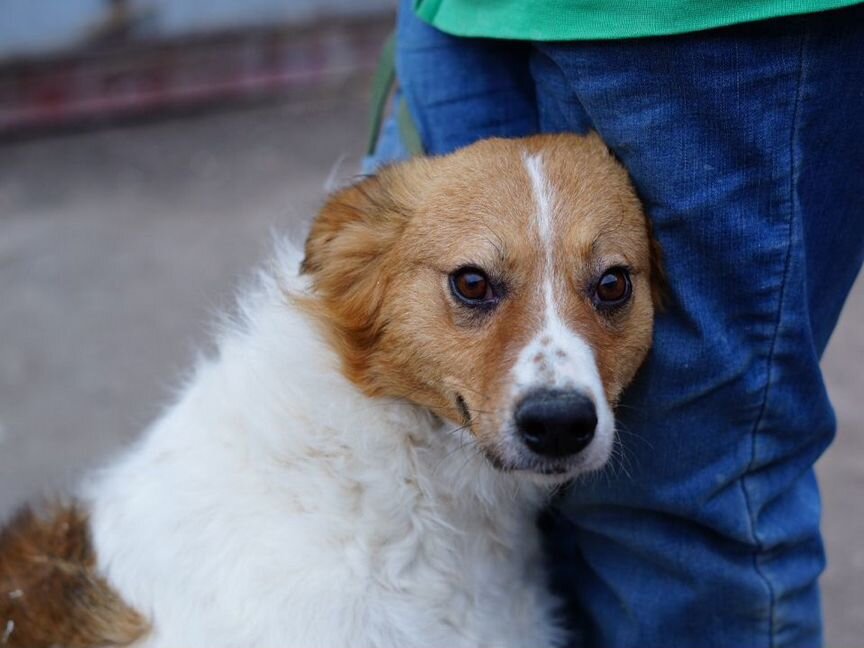 Собака Мальта в хорошую семью бесплатно