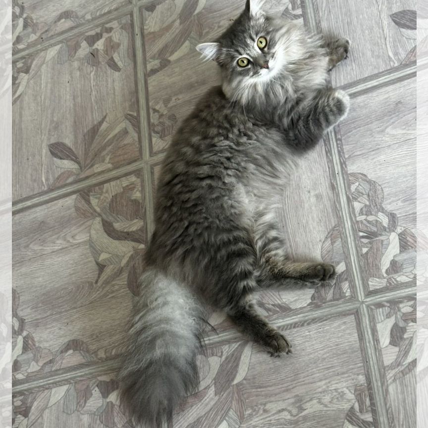 Котик голодает, нужен дом