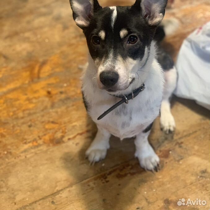 Маленькая собачка Марта