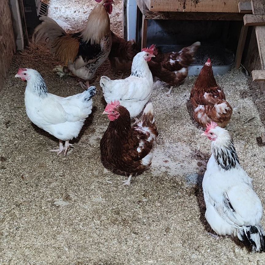 Продам кур несушек