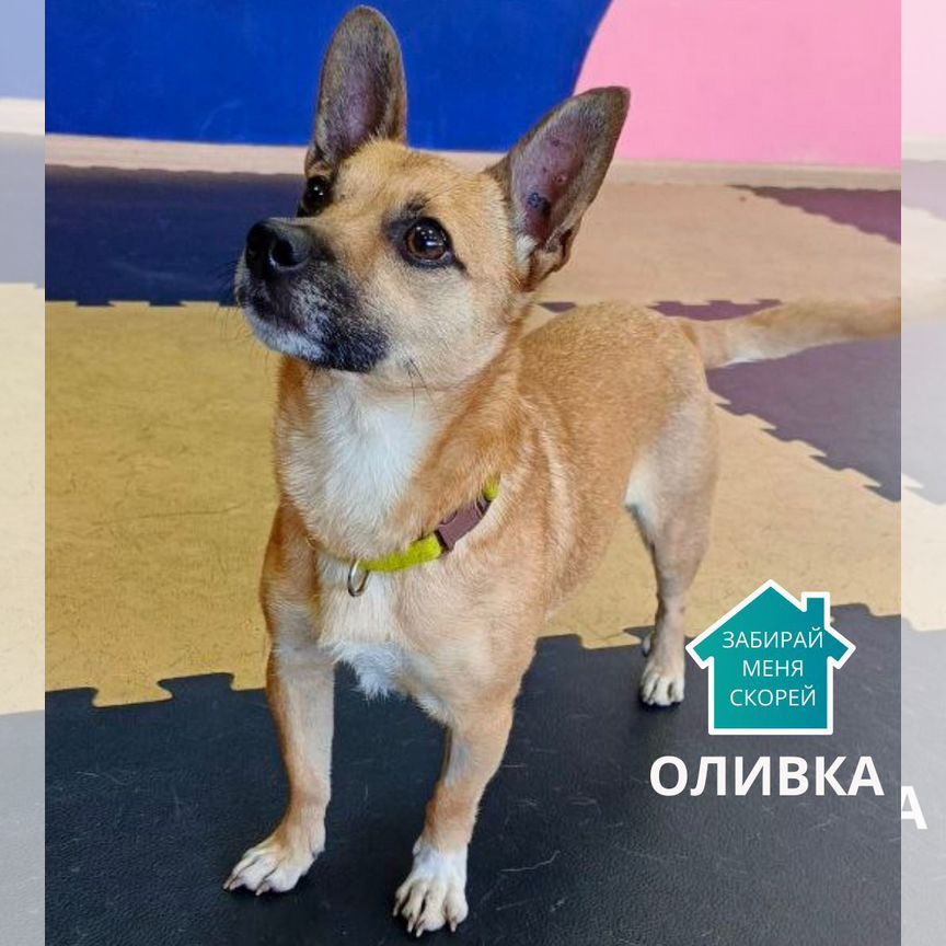 Собака в добрые руки. Крошечная Оливка