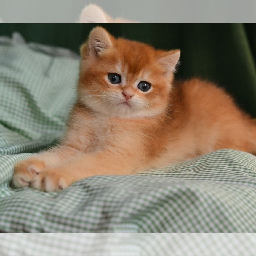 Британский короткошёрстный котёнок
