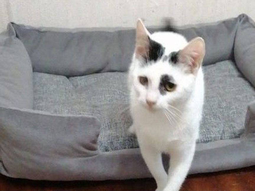 Ласковая кошечка в добрые руки