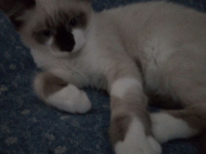 Котик редкой и уже дефицитной породы Сноу шу