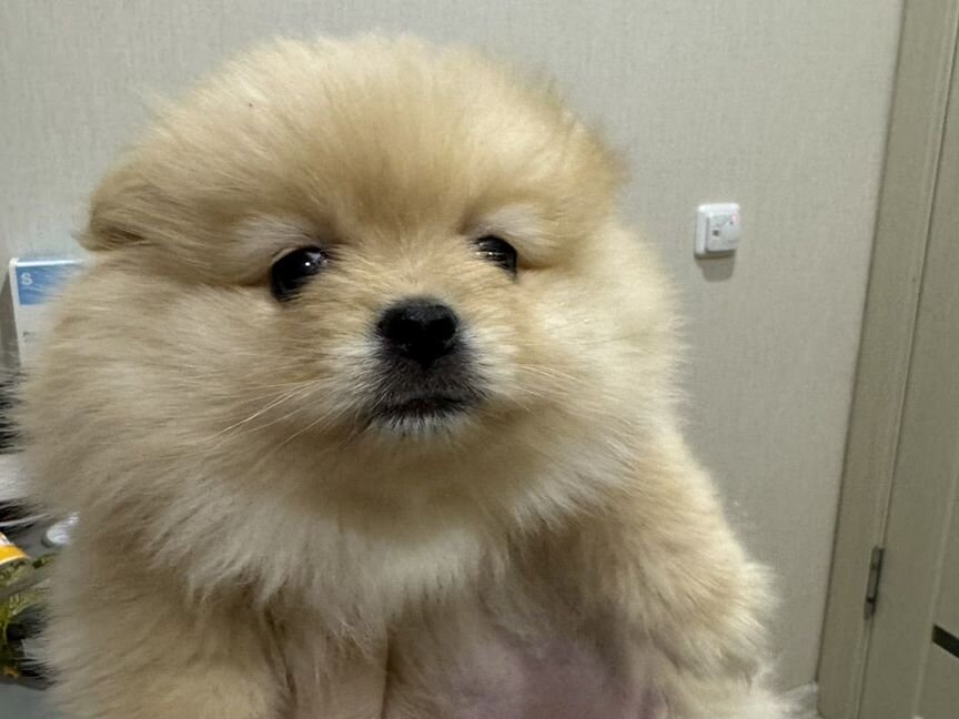 Шпиц девочка 2 месяца отдам даром