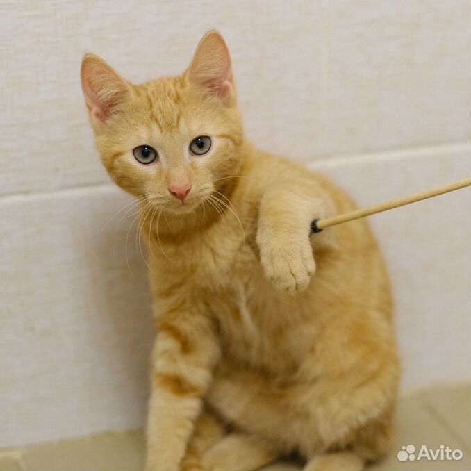 Сладкий Абрикосик (котёнок, 3,5 мес.)