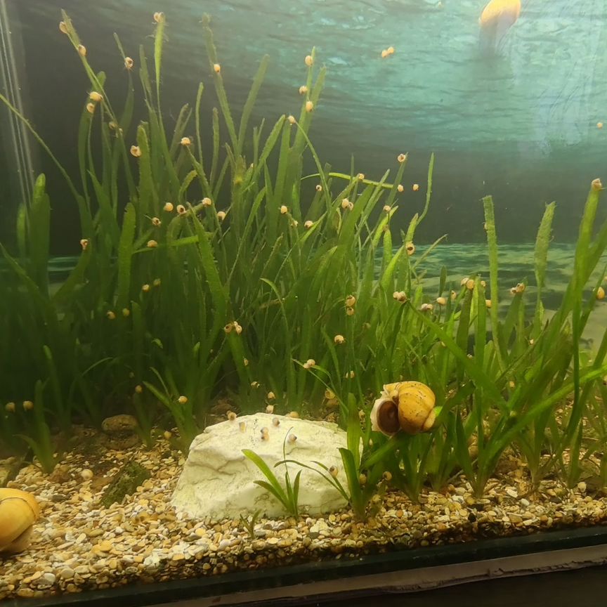 Улитки аквариумные ампулярии