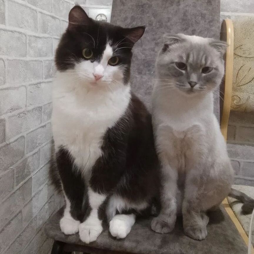 Сибирский котёнок