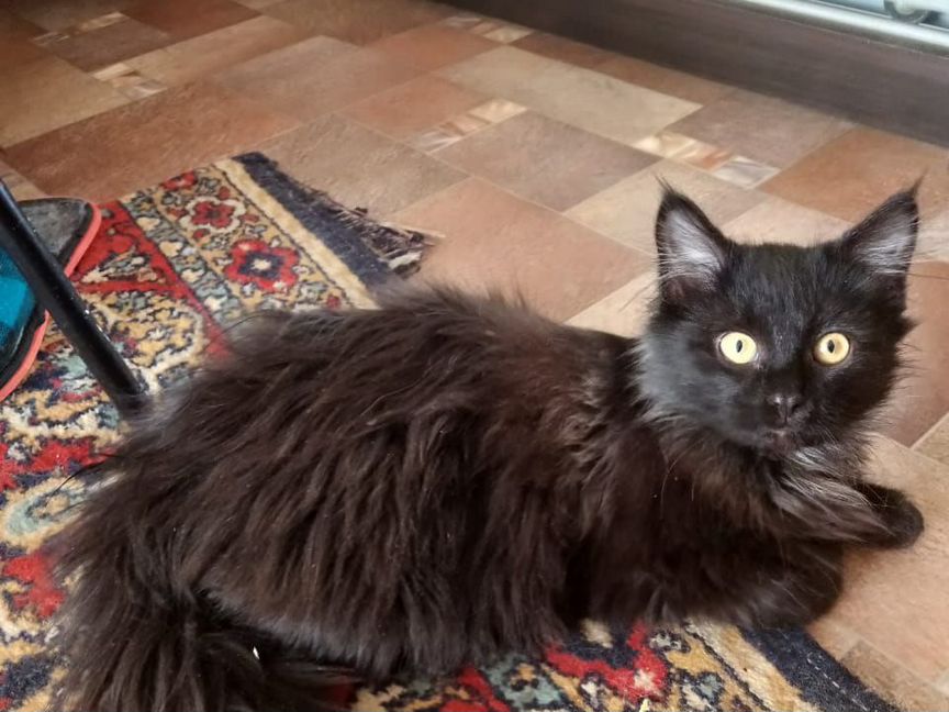 Кошка в дар бесплатно