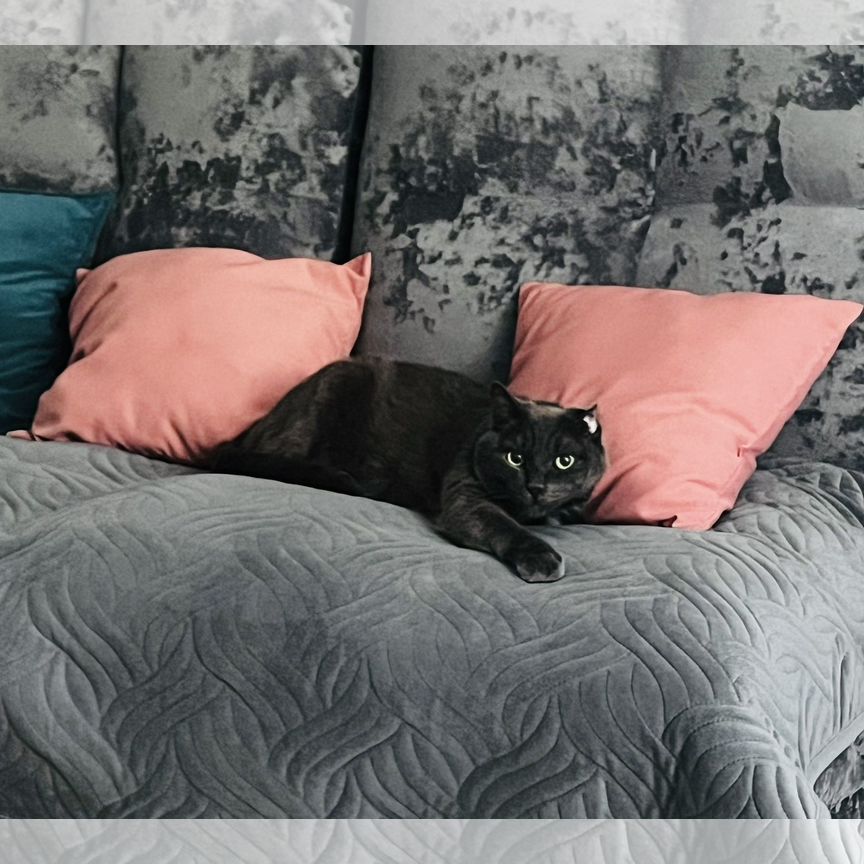 Британский короткошёрстный, взрослый кот