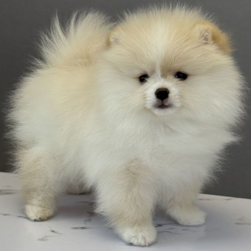 Померанский шпиц, щенок